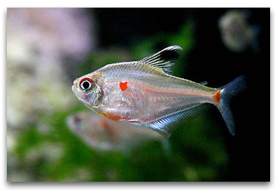 Bleeding Heart Tetra Aquarium Fish for Tanks | Cazaar