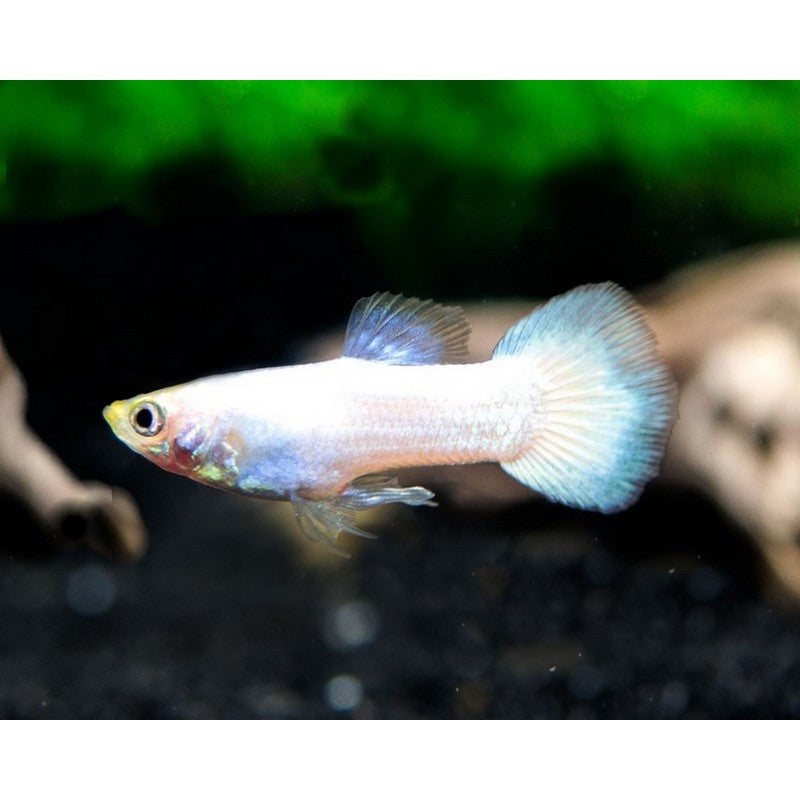 Moscow All White Male Guppy | Cazaar