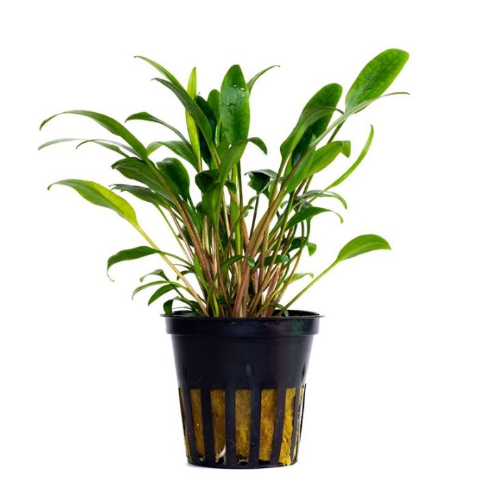 Cryptocoryne Lucens Live Tropical Plant Potted | Cazaar