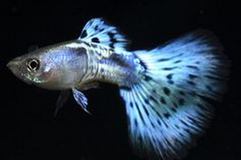 Blue Mosaic Guppy | Cazaar