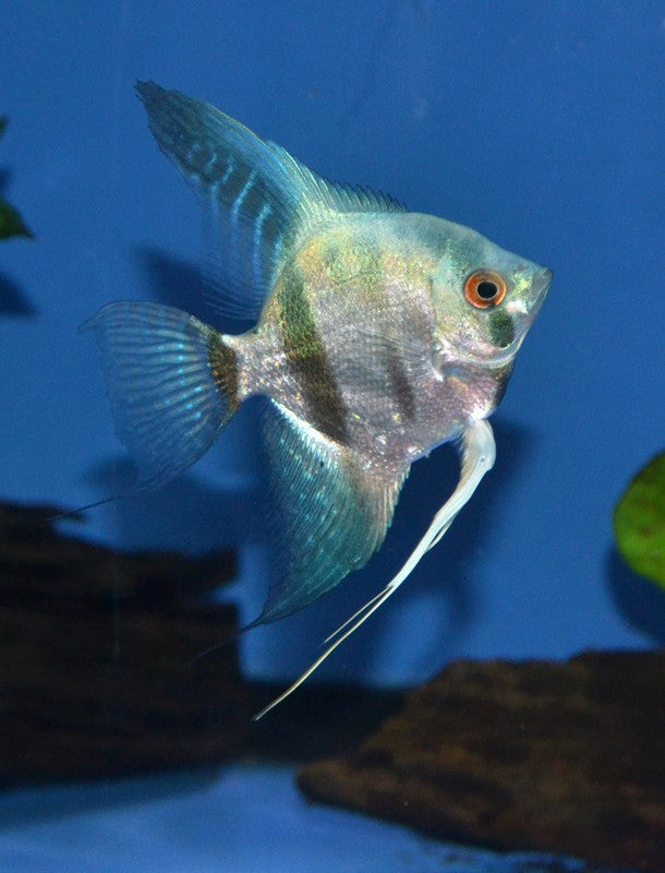 Blue Angel Aquarium Fish for Aquatic Displays | Cazaar