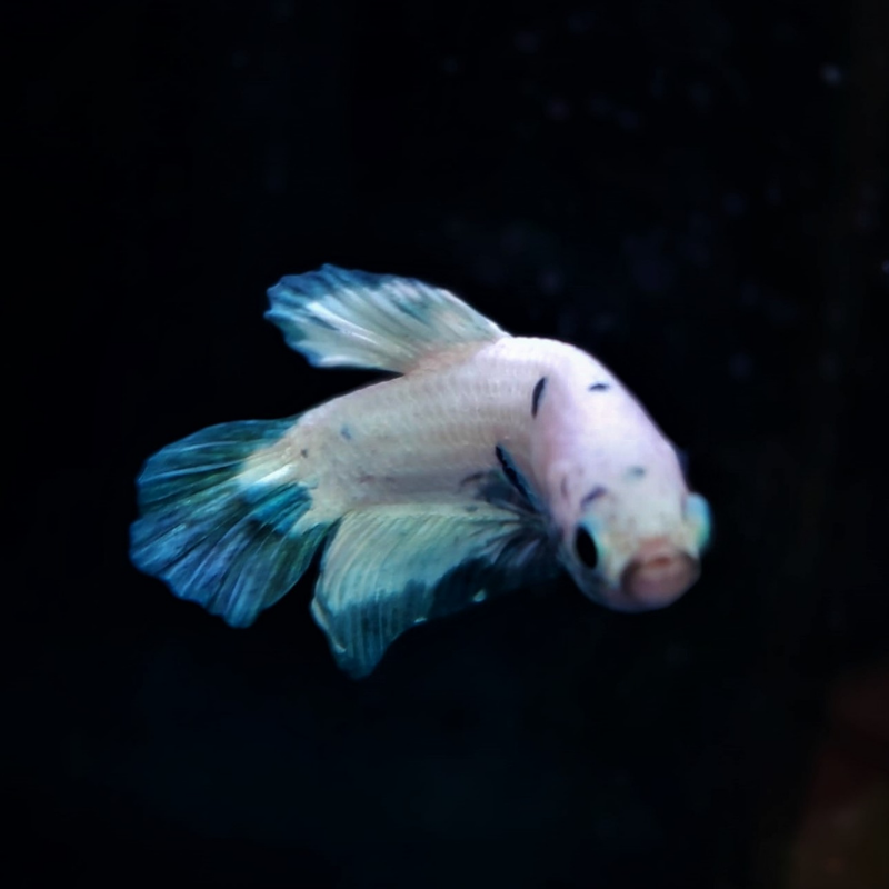 Male Betta Siamese Fighter Fish (#2) | Cazaar