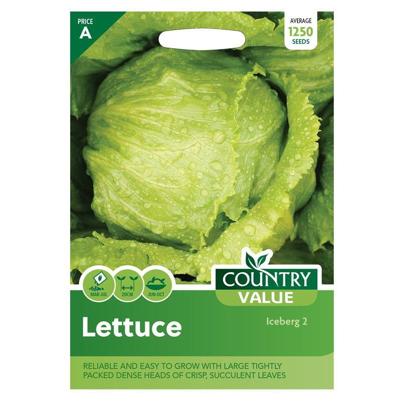 Lettuce Iceberg Seeds Packet - Crisp Garden Greens | Cazaar