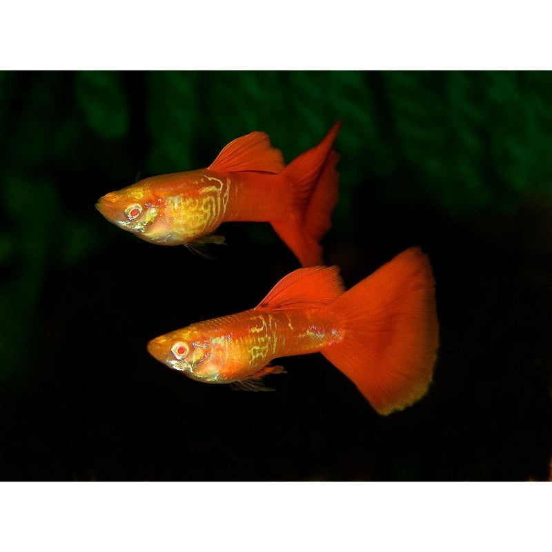 Red Snakeskin Male Guppy | Cazaar