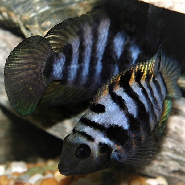 Convict Cichlid Aquarium Fish for Your Tank | Cazaar