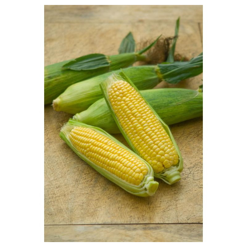 Sweet Corn Mirai Picnic F1 Seeds | Cazaar