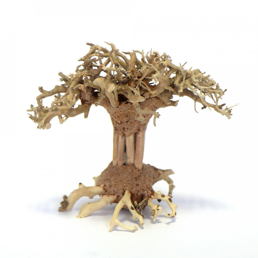 Pagoda Bonsai Tree Hand Picked & Hand Carved Sma... | Cazaar