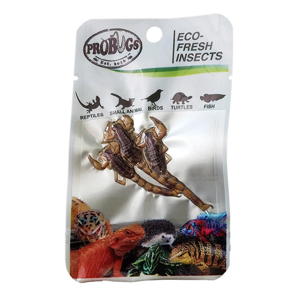 ProBugs Eco Fresh Insects Scorpions 3pcs | Cazaar